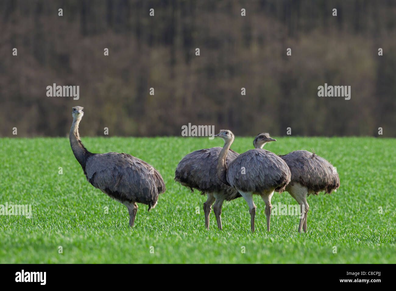 Flugunfaehige voegel -Fotos und -Bildmaterial in hoher Auflösung – Alamy