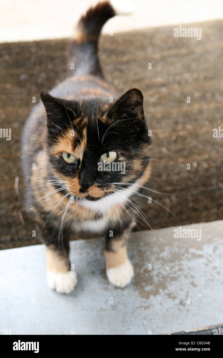 Zur schildpattkatze -Fotos und -Bildmaterial in hoher Auflösung – Alamy