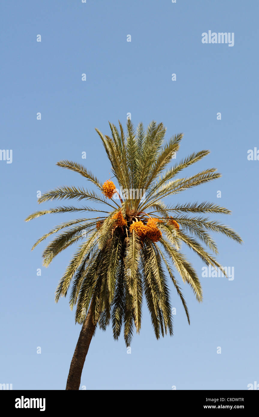 Dattelpalme phönix dactylifera -Fotos und -Bildmaterial in hoher Auflösung – Alamy