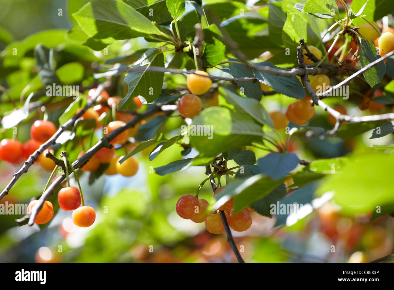 Kirschbaum Blatt Stockfotos und -bilder Kaufen - Alamy