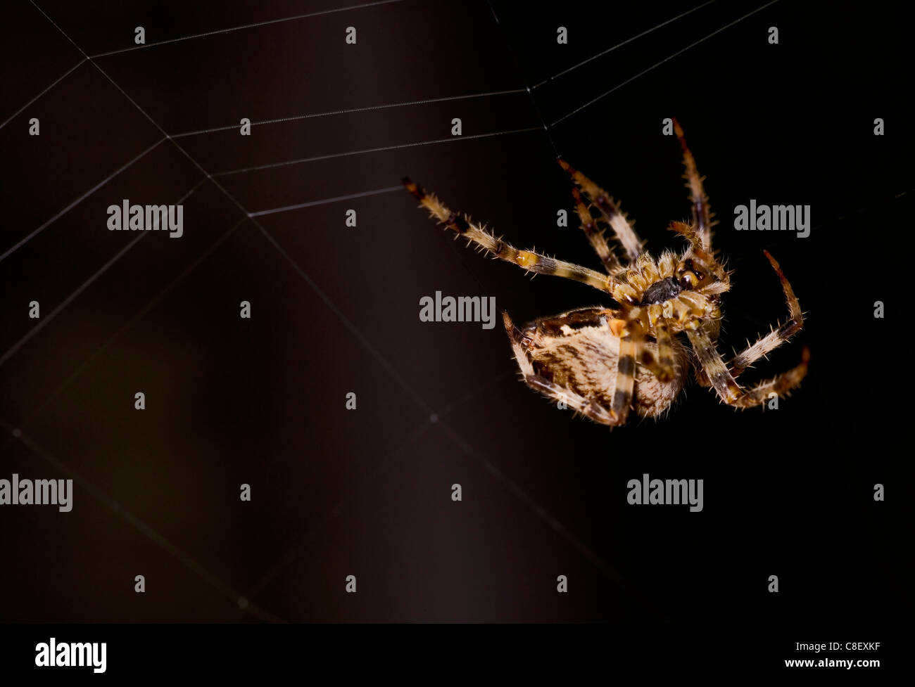 Spinnen machen ein netz -Fotos und -Bildmaterial in hoher Auflösung – Alamy