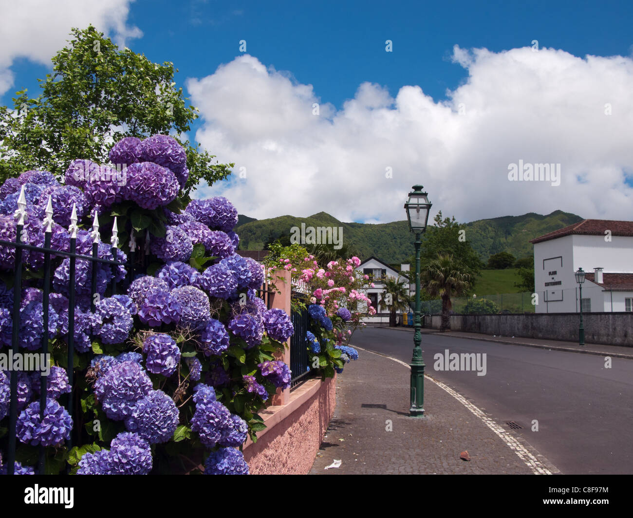 Hortensia azores -Fotos und -Bildmaterial in hoher Auflösung – Alamy