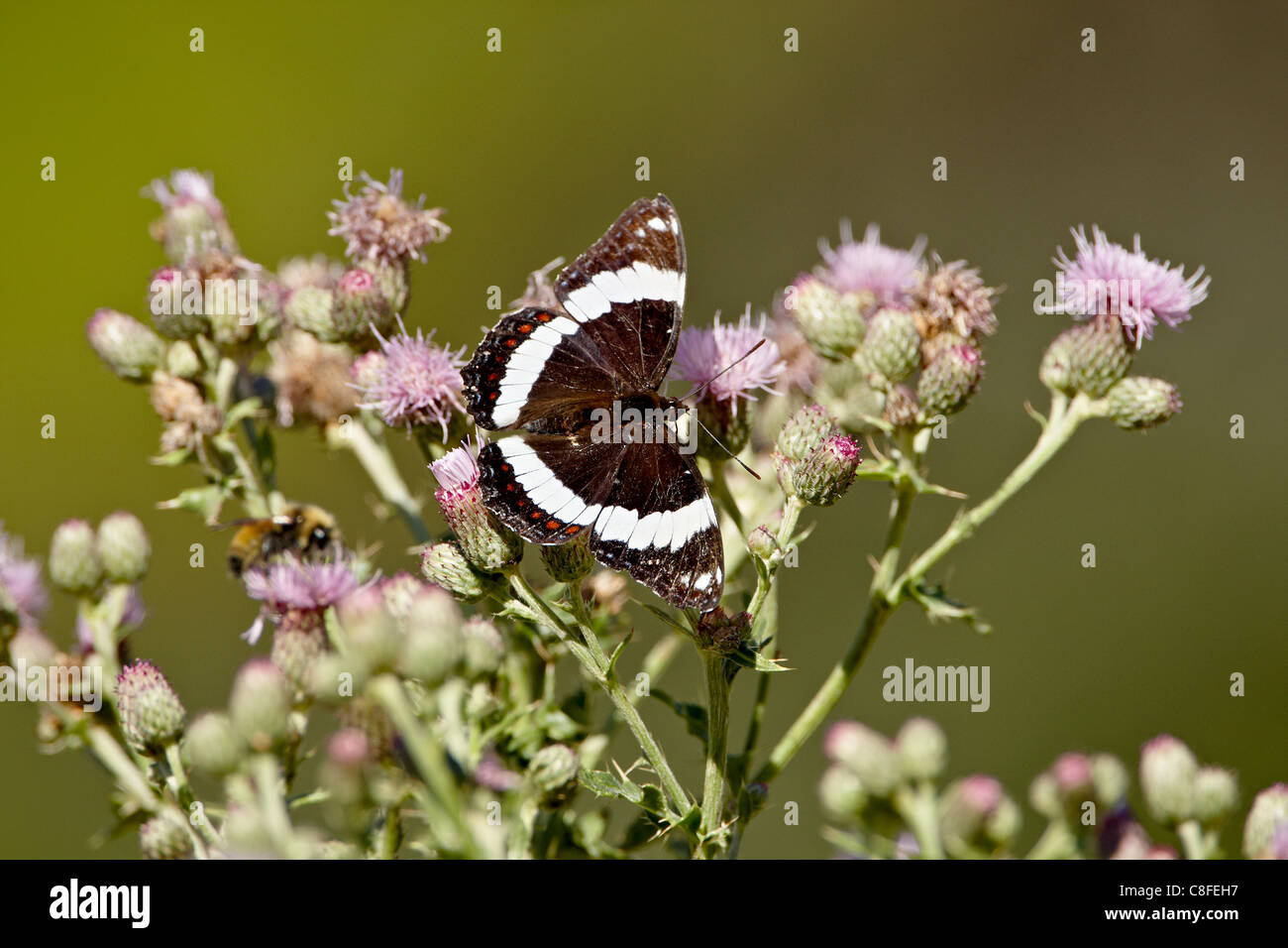 Basilarchia arthemis -Fotos und -Bildmaterial in hoher Auflösung – Alamy