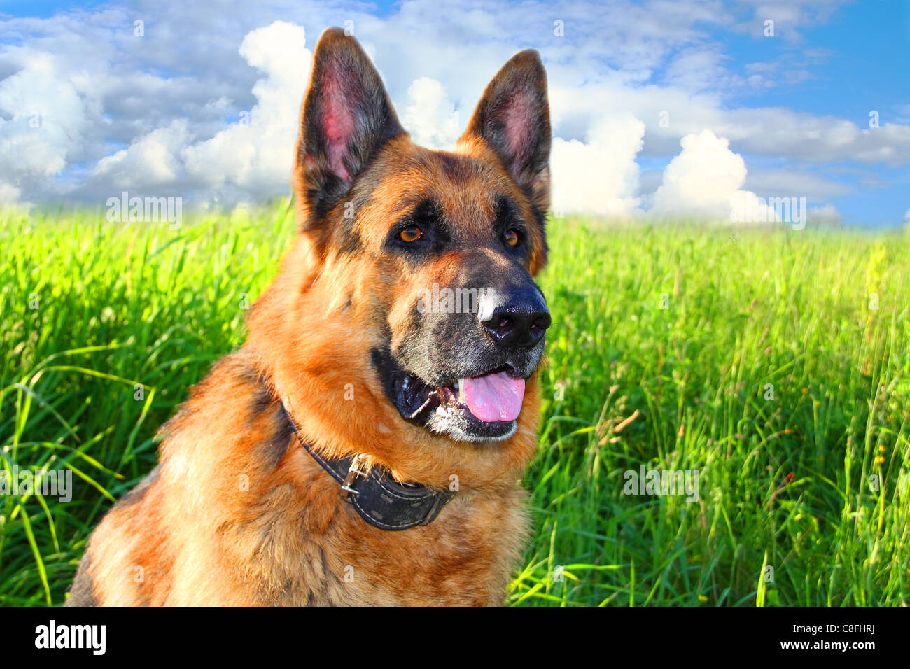 Deutscher schaeferhund -Fotos und -Bildmaterial in hoher Auflösung – Alamy
