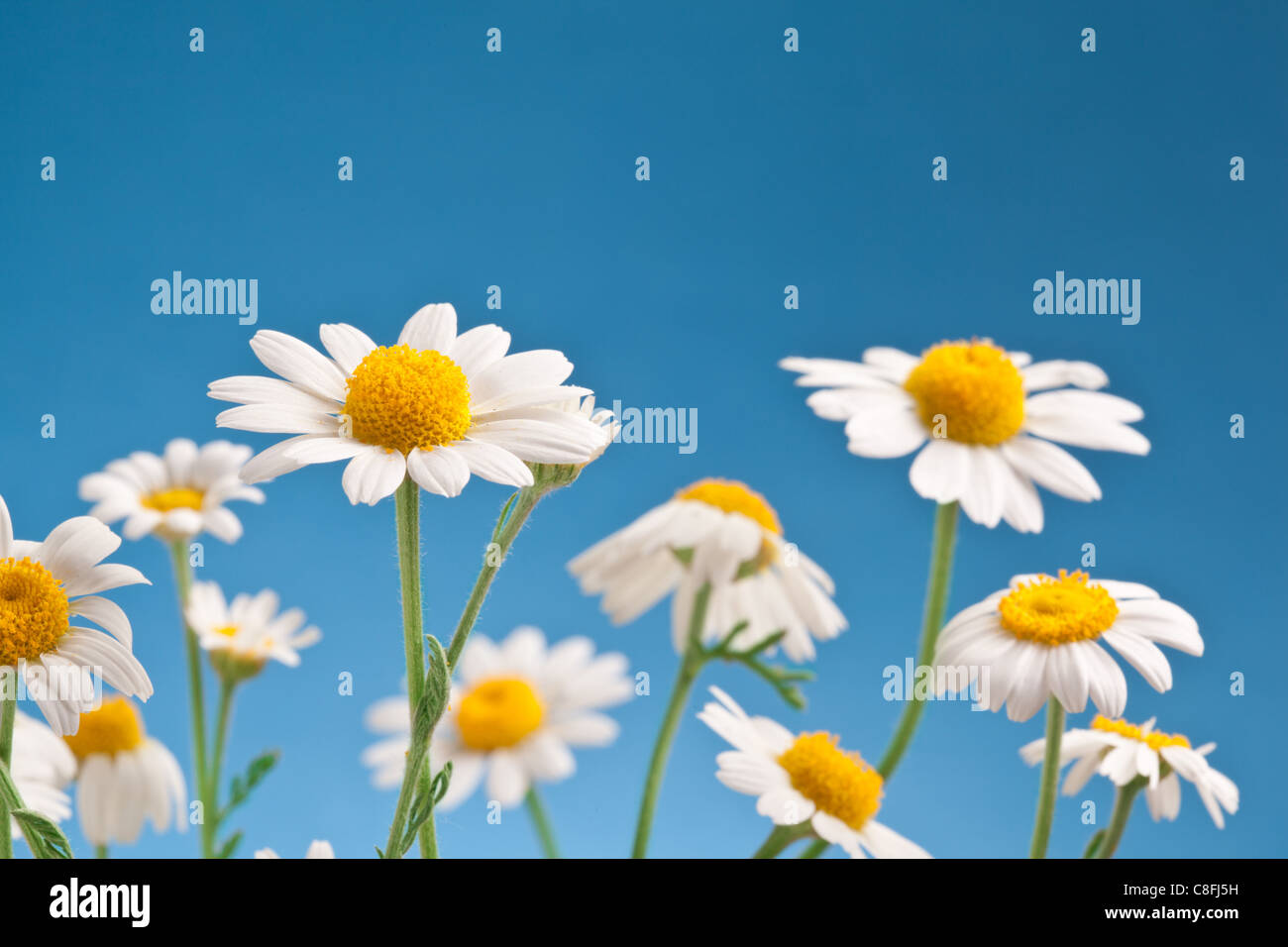 Himmelblaue Blume Stockfotos und -bilder Kaufen - Alamy