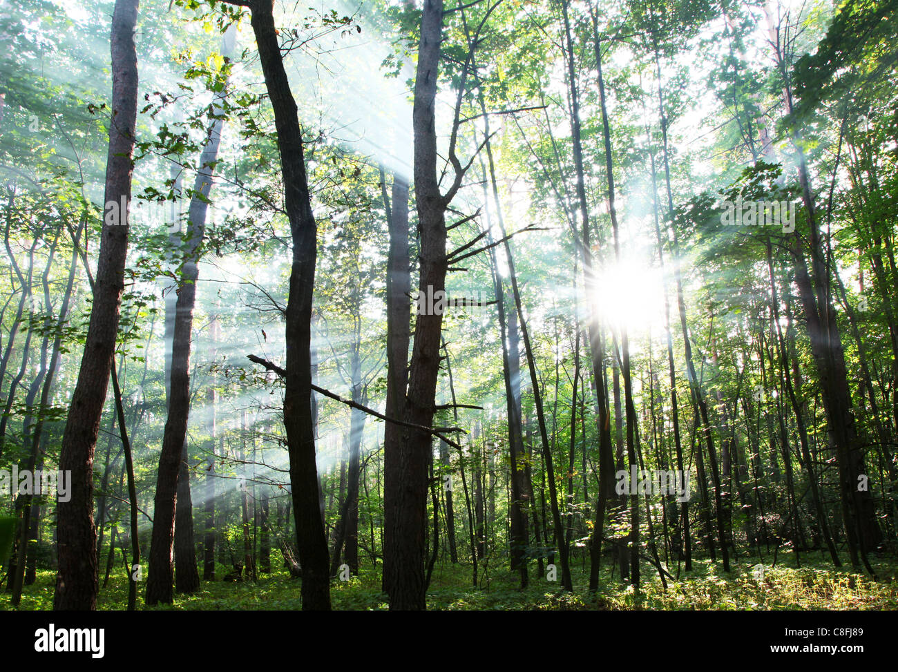 Sonnenstrahlen Leuchten Wald Stockfotos und -bilder Kaufen - Alamy Sonnenstrahlen Leuchten Wald Stockfotos und -bilder Kaufen - Alamy