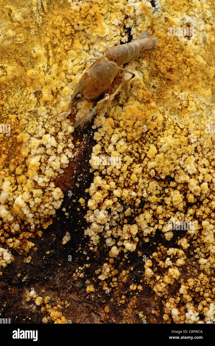 Tote krebse -Fotos und -Bildmaterial in hoher Auflösung – Alamy