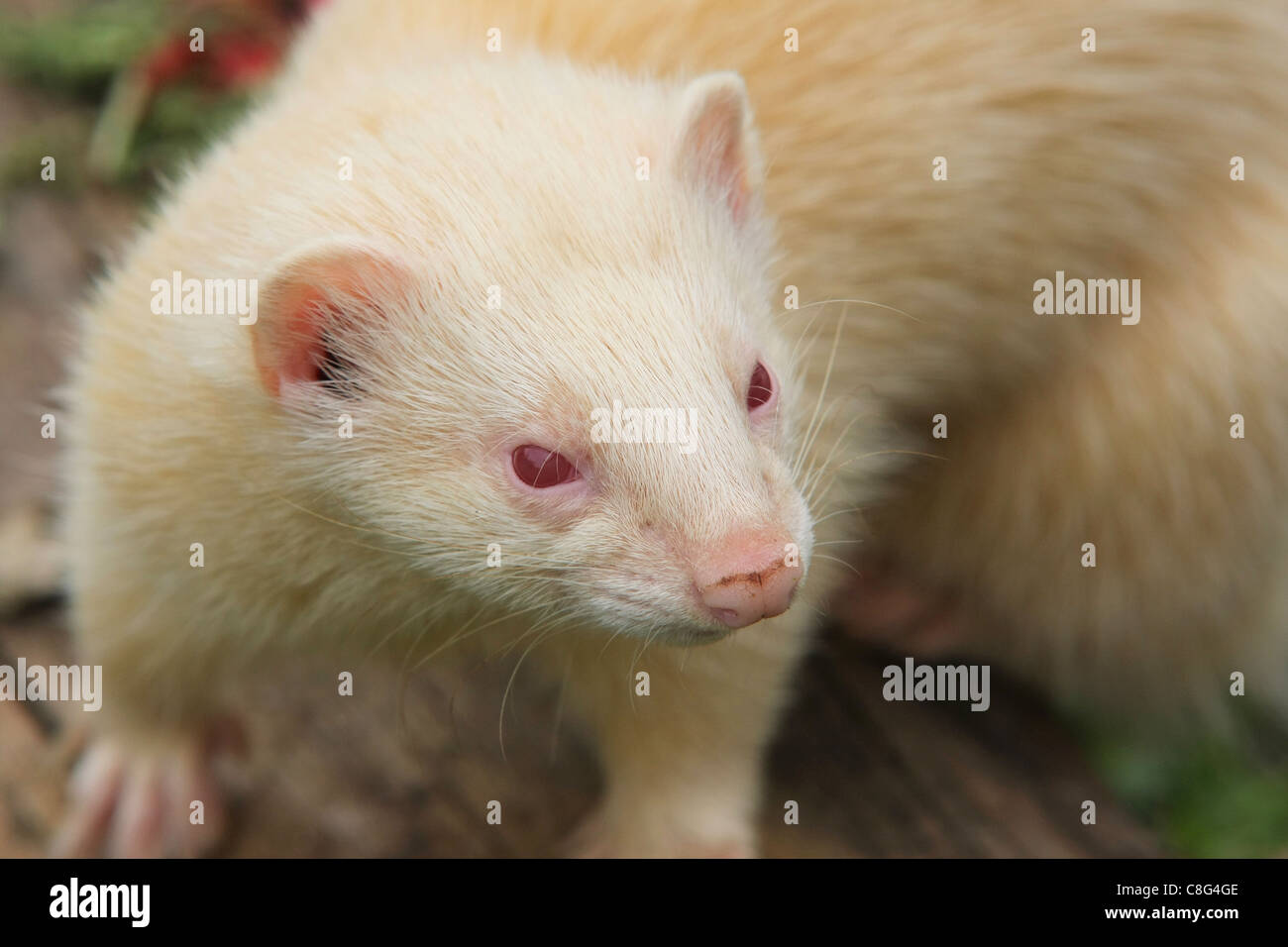 Albinismus tiere -Fotos und -Bildmaterial in hoher Auflösung – Alamy