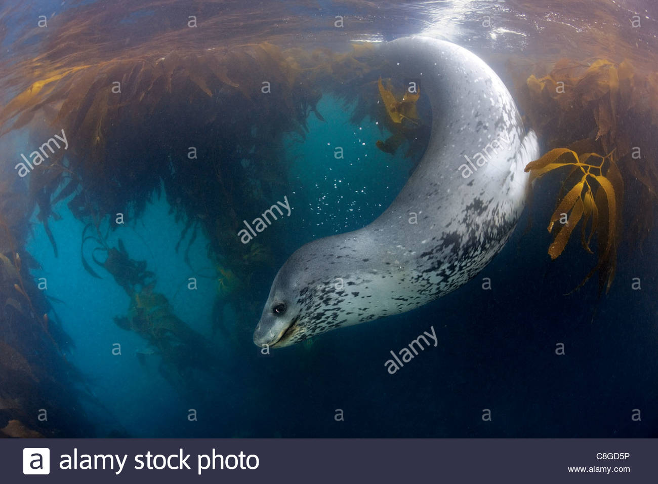 Leopard Seal Underwater Stockfotos & Leopard Seal Underwater Bilder - Alamy