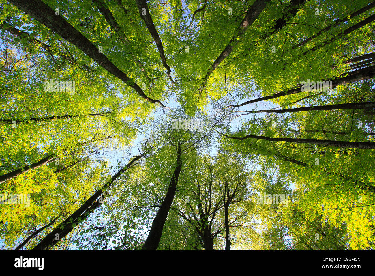 Baum, Stamm, Blatt, Blätter, Buche, Bäume, Fagus Sylvaticia L., Frosch ...