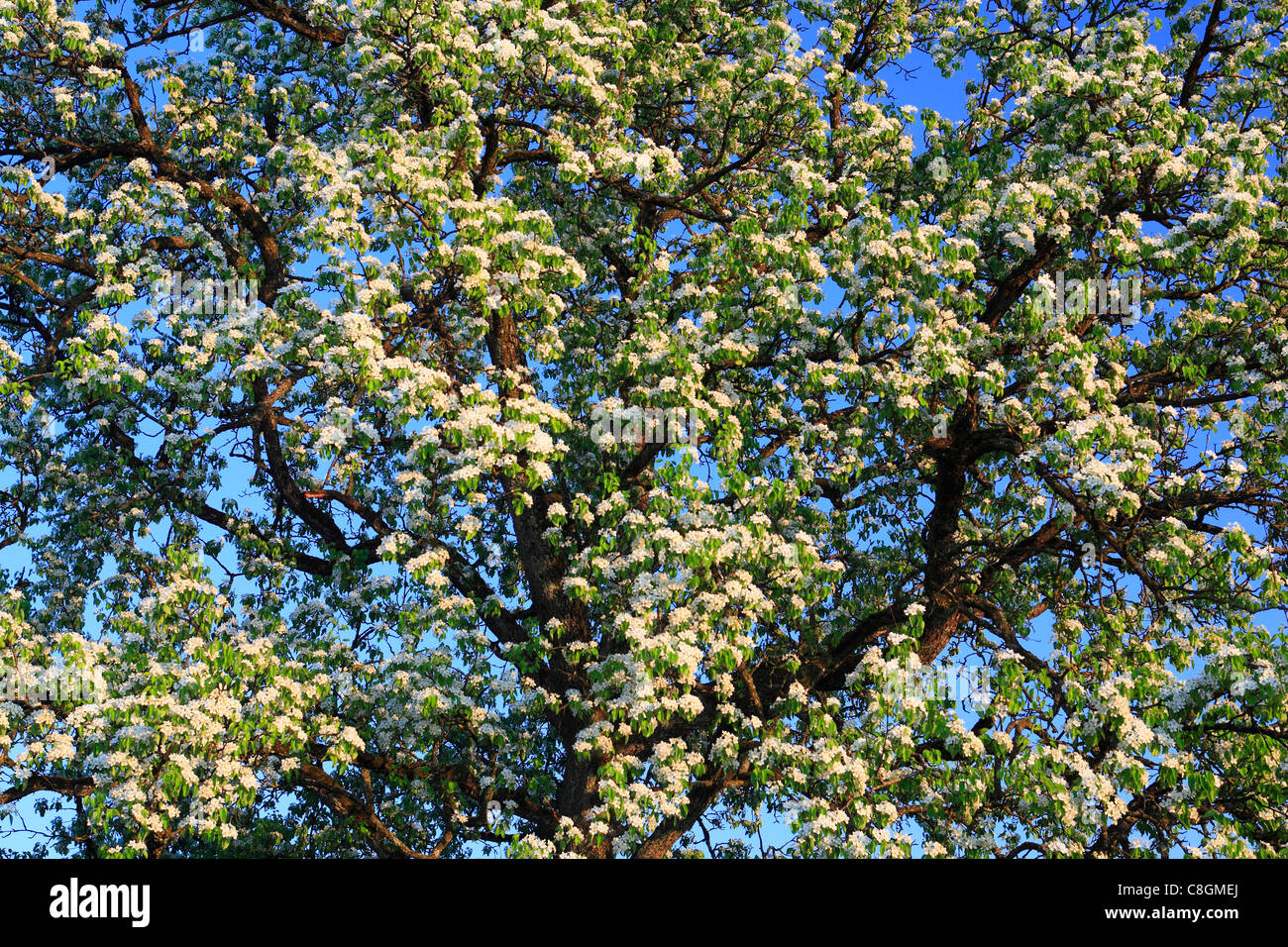 Agrar-, Baum, Birnbaum, Birne, Birnen, blühen, gedeihen, Blume, Glanz ...
