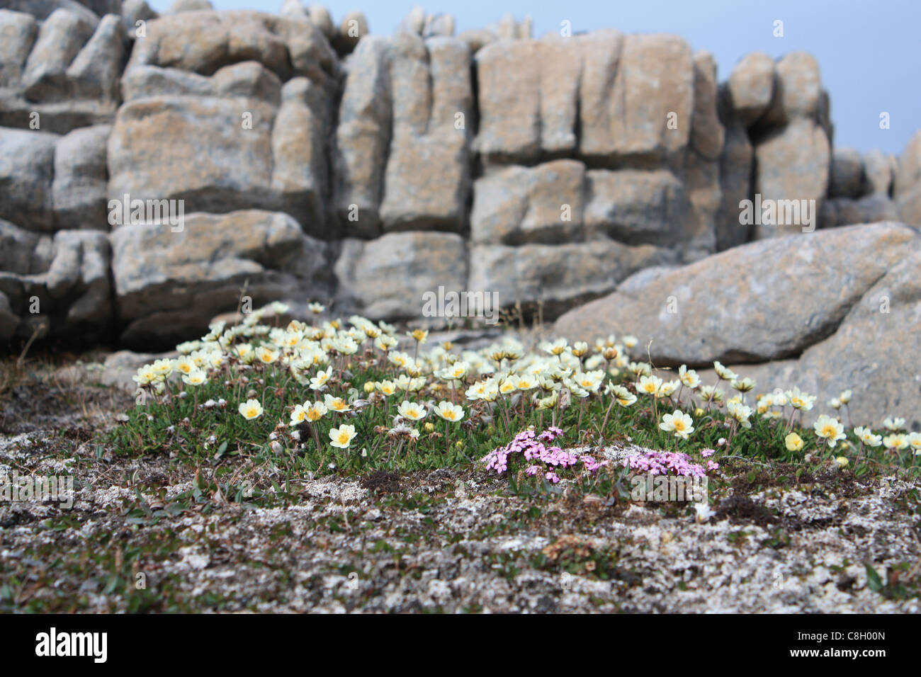 Spitzbergen svalbard norway europe flora -Fotos und -Bildmaterial in ...