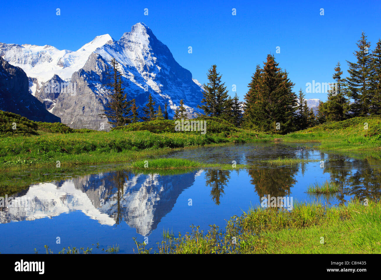 Alp, Alpen, Flora, Ansicht, Berg, Bergpanorama, Berge, Bergmassiv ...