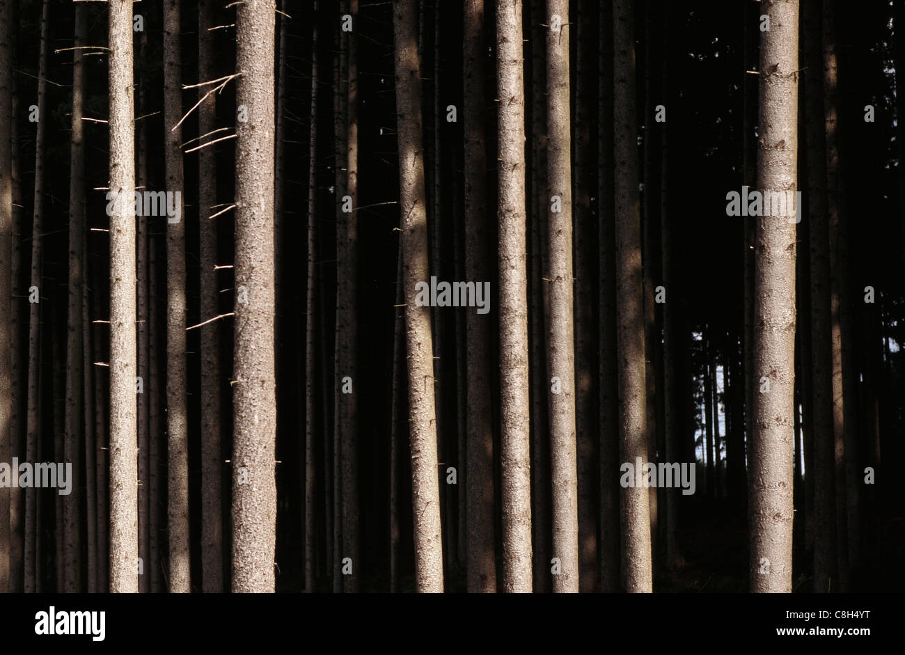Kühnhausen, Bavaria, Germany, Wald, Holz, Timberland, Fichte, Fichten ...