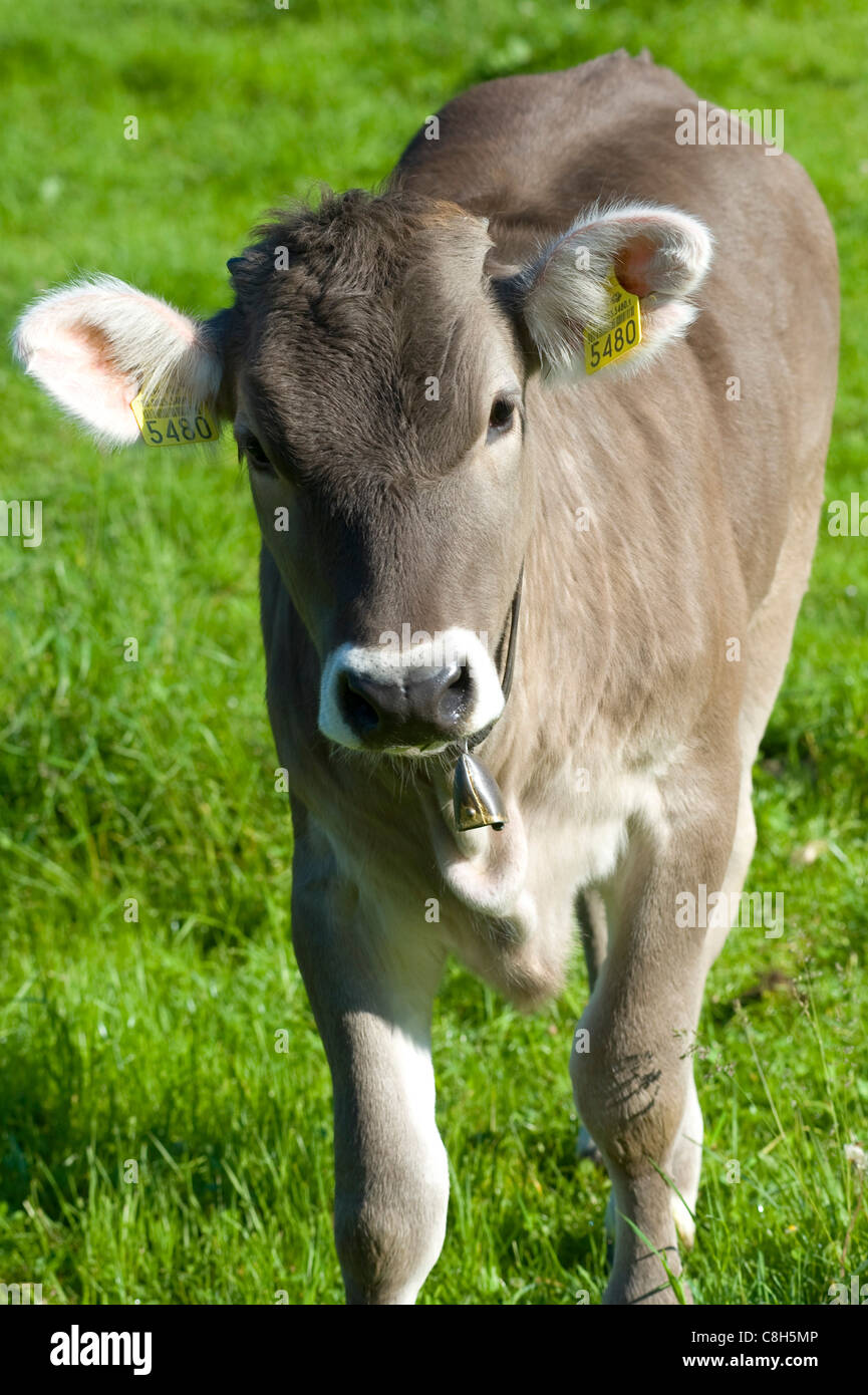 Schweiz kuh wiese -Fotos und -Bildmaterial in hoher Auflösung – Alamy