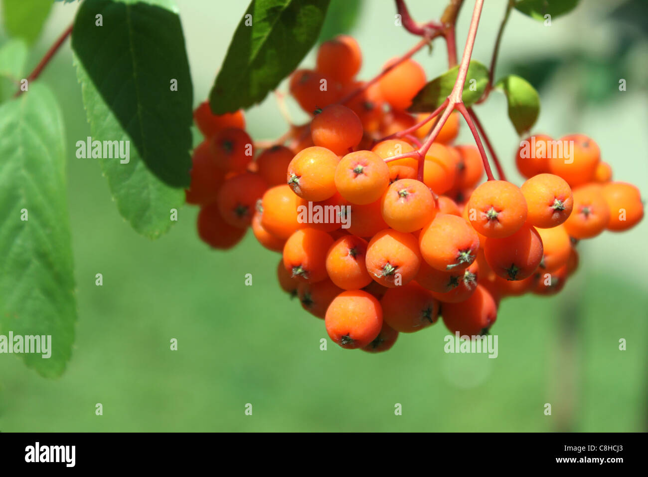 Esche ast -Fotos und -Bildmaterial in hoher Auflösung – Alamy