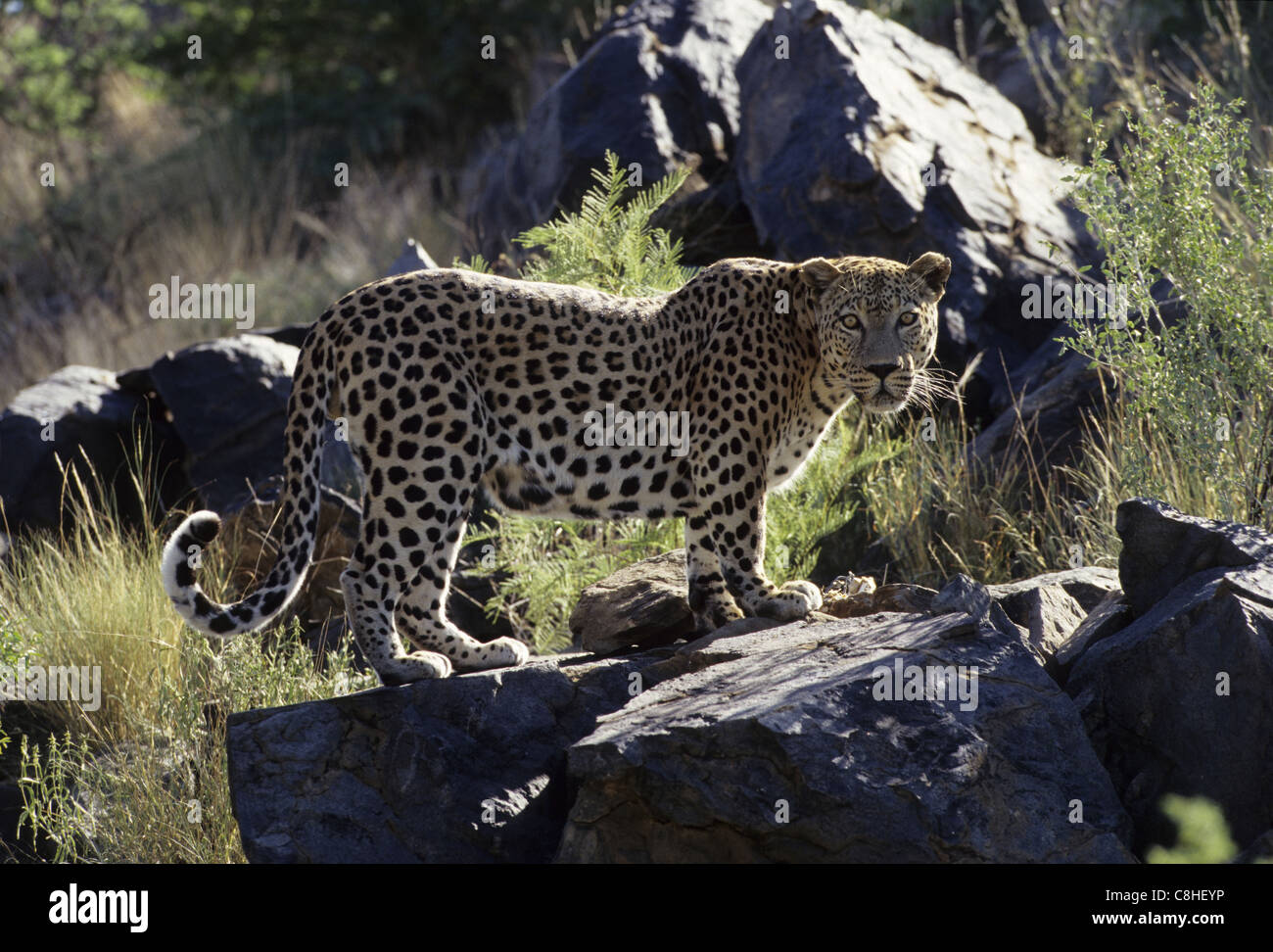 Leopard, Tier, Panthera Pardus, Namibia, Afrika Stockfotografie - Alamy