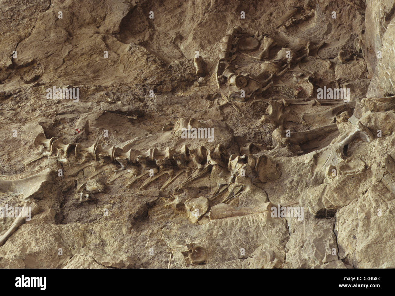 Dinosaurier steinbruch -Fotos und -Bildmaterial in hoher Auflösung – Alamy