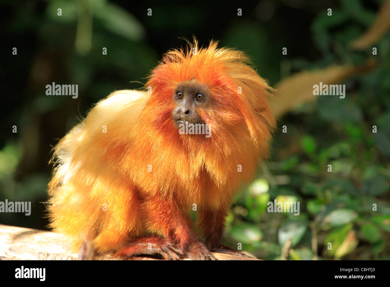 Goldgelbes lowenaffchen -Fotos und -Bildmaterial in hoher Auflösung – Alamy Goldgelbes lowenaffchen -Fotos und -Bildmaterial in hoher Auflösung – Alamy