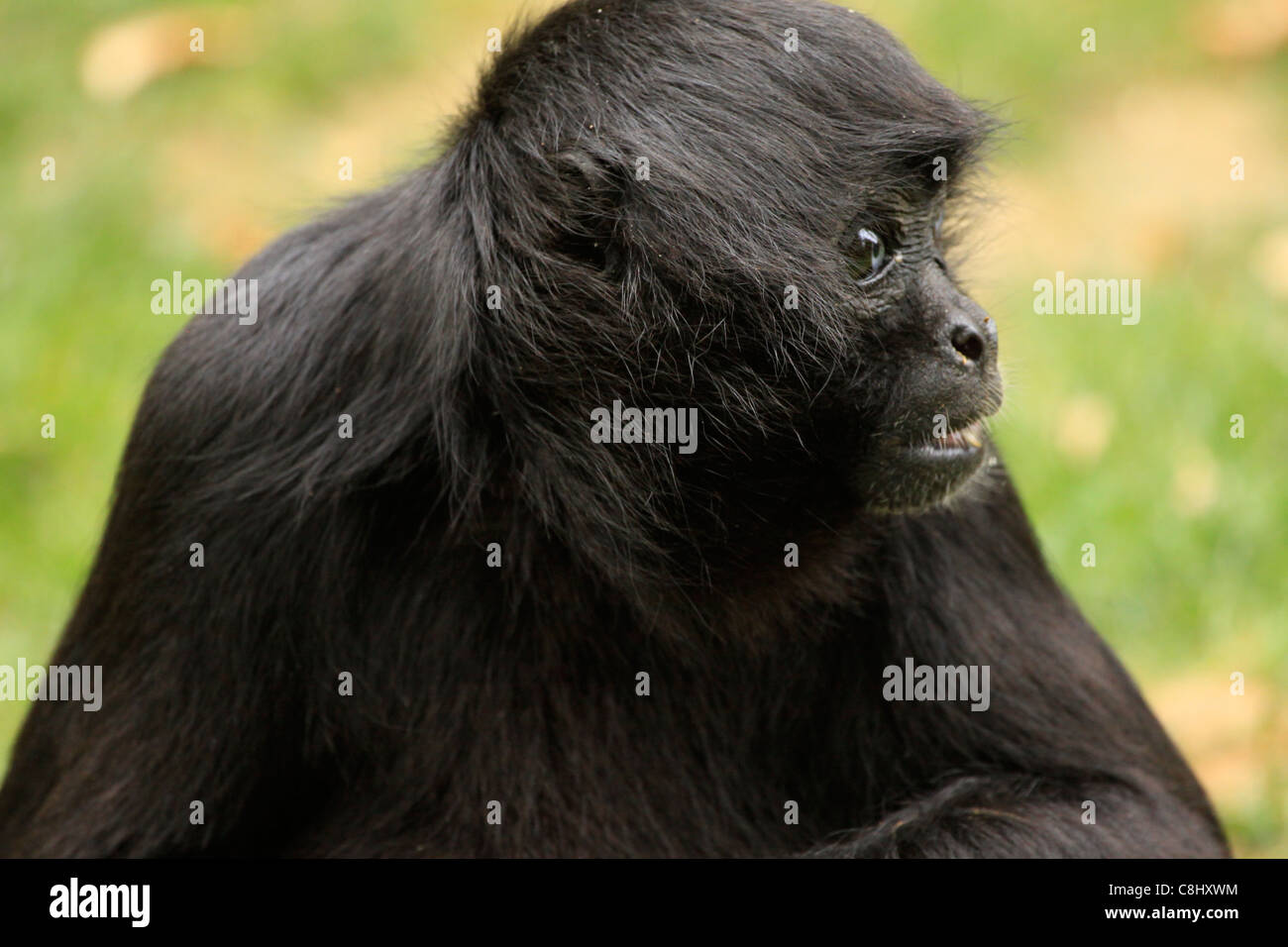 Klammeraffe ateles sp -Fotos und -Bildmaterial in hoher Auflösung – Alamy