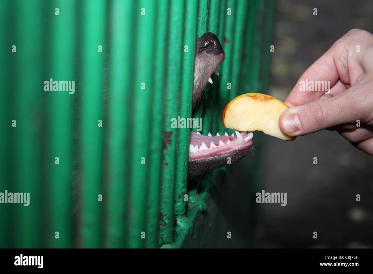 Der inhaftierung -Fotos und -Bildmaterial in hoher Auflösung – Alamy