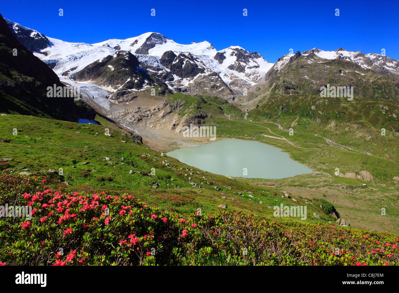 Alp, Alpen, Alpen, Flora, Alpen, rose, Alpine Flora, Alpenpanorama ...