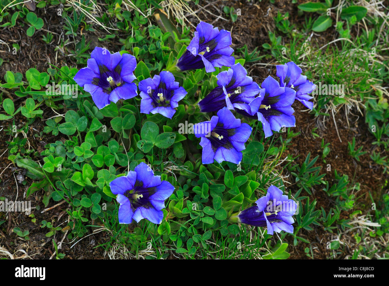 Alpen, Alpen, Enzian, Alpenblumen, Alpenflora, Berg, Berg Blume, Berge ...