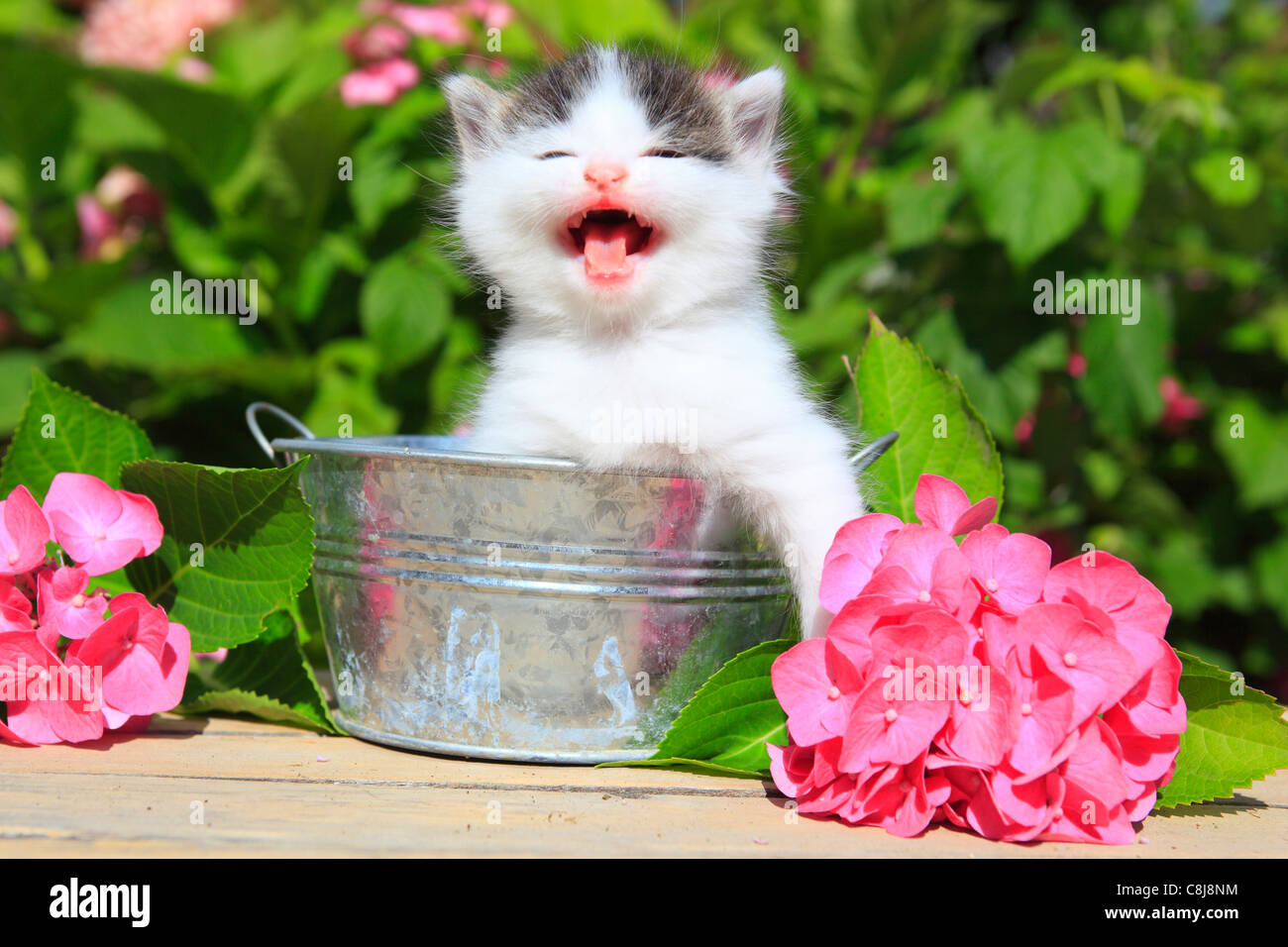 3 Wochen, Blume, Blumen, Garten, Haus, Haus, Tier, Haustier, Haustier ...