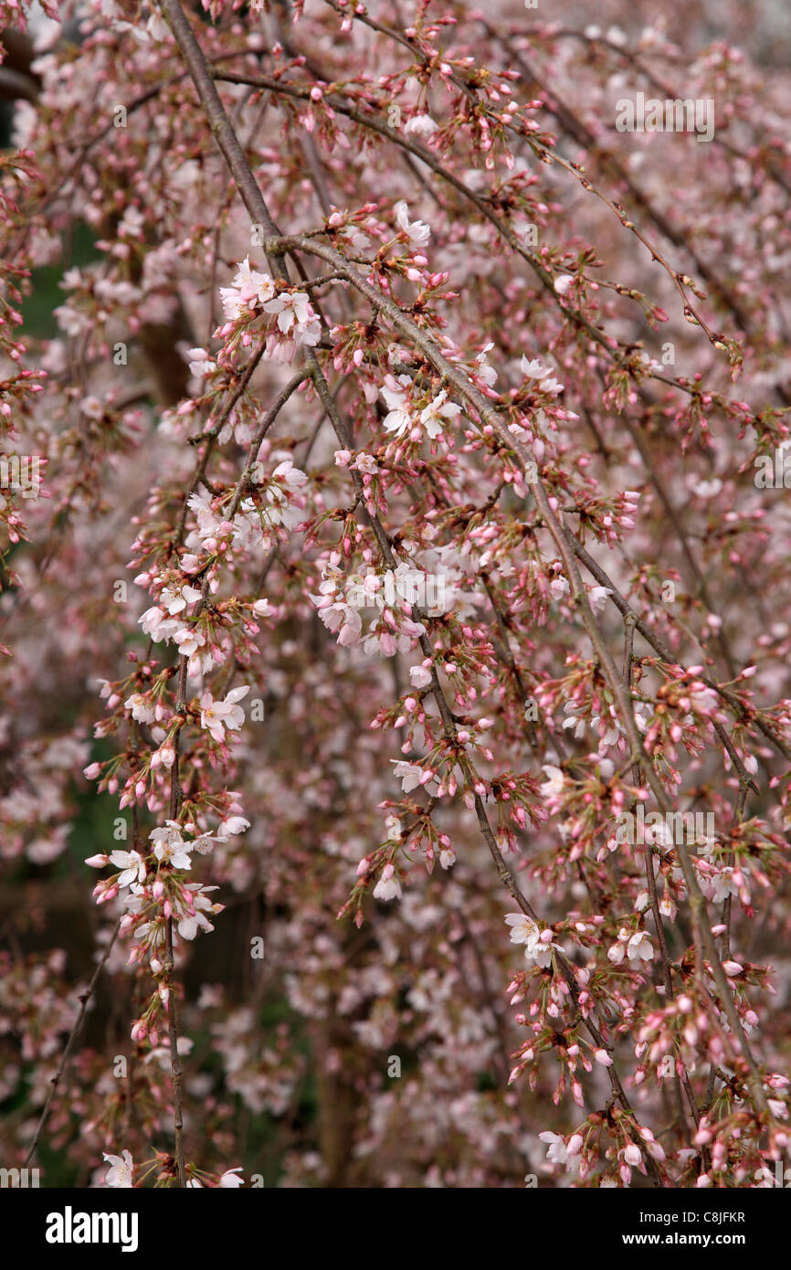 Prunus pendula pendula rosea -Fotos und -Bildmaterial in hoher ...