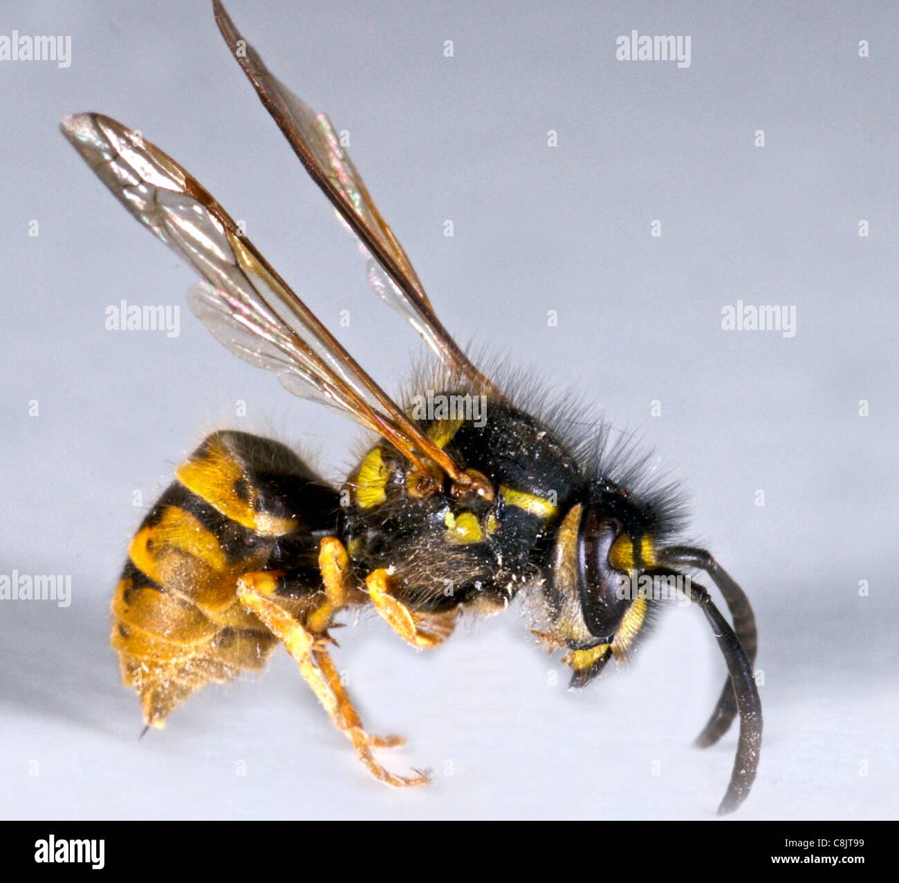 Schwarze vespa -Fotos und -Bildmaterial in hoher Auflösung – Alamy