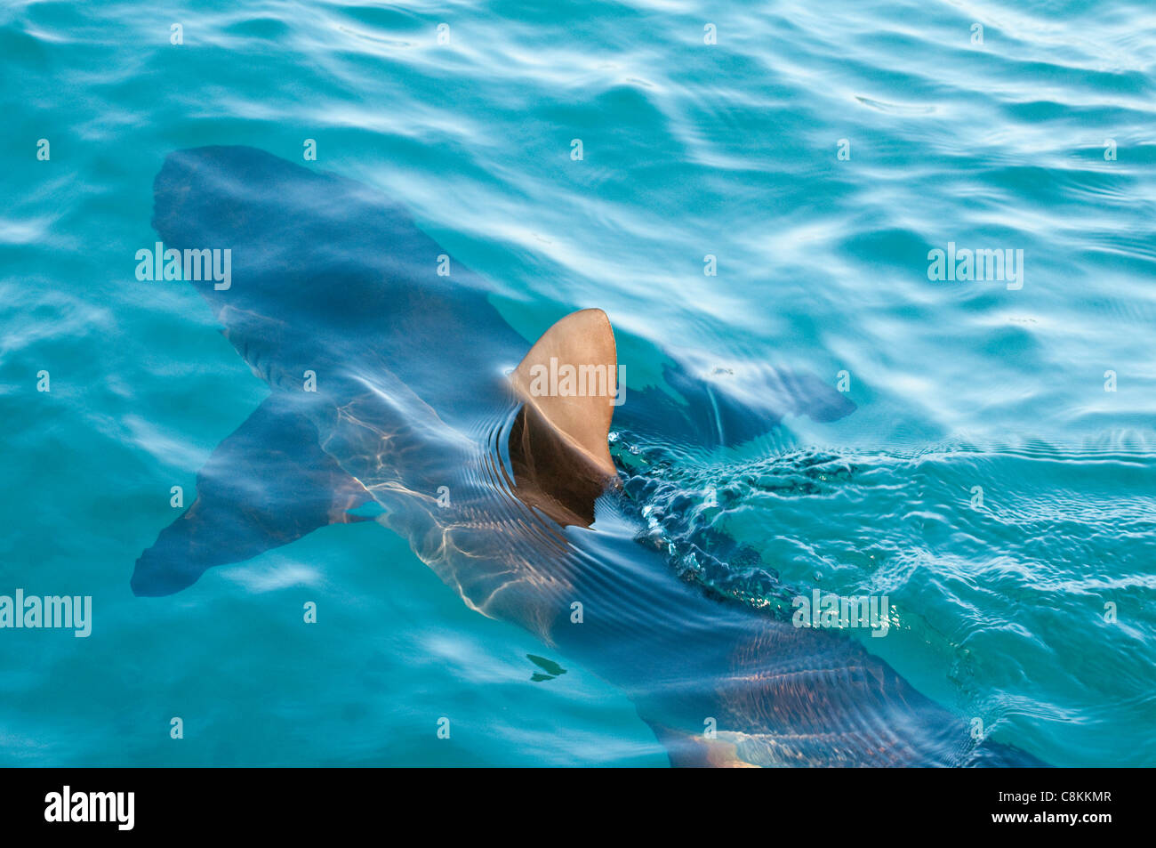 Karibischer hai -Fotos und -Bildmaterial in hoher Auflösung – Alamy