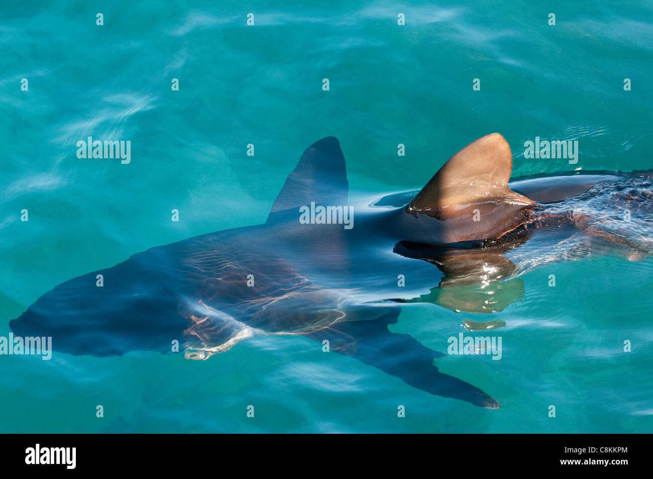 Karibischer hai -Fotos und -Bildmaterial in hoher Auflösung – Alamy