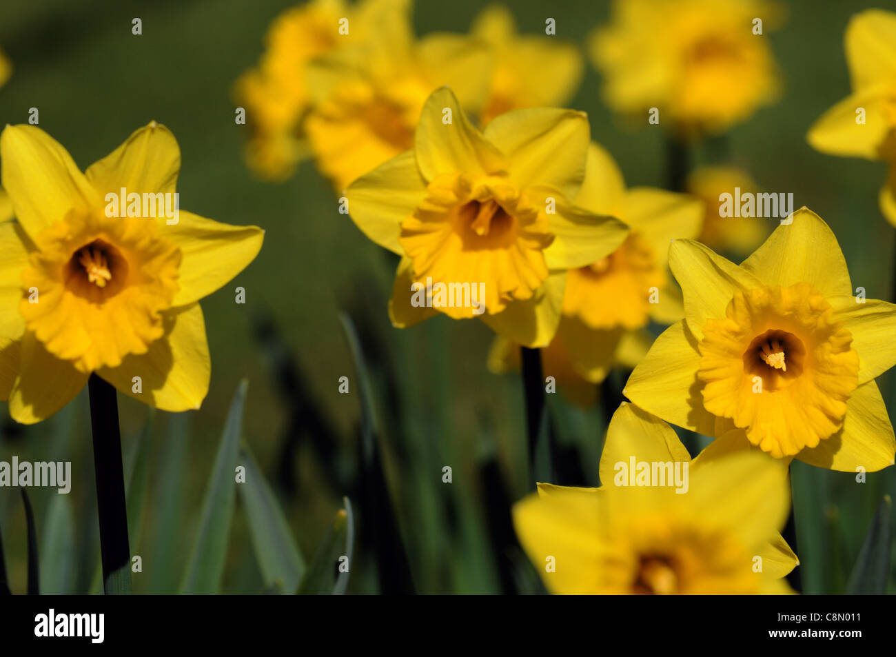 Blume Gelb Fruhling