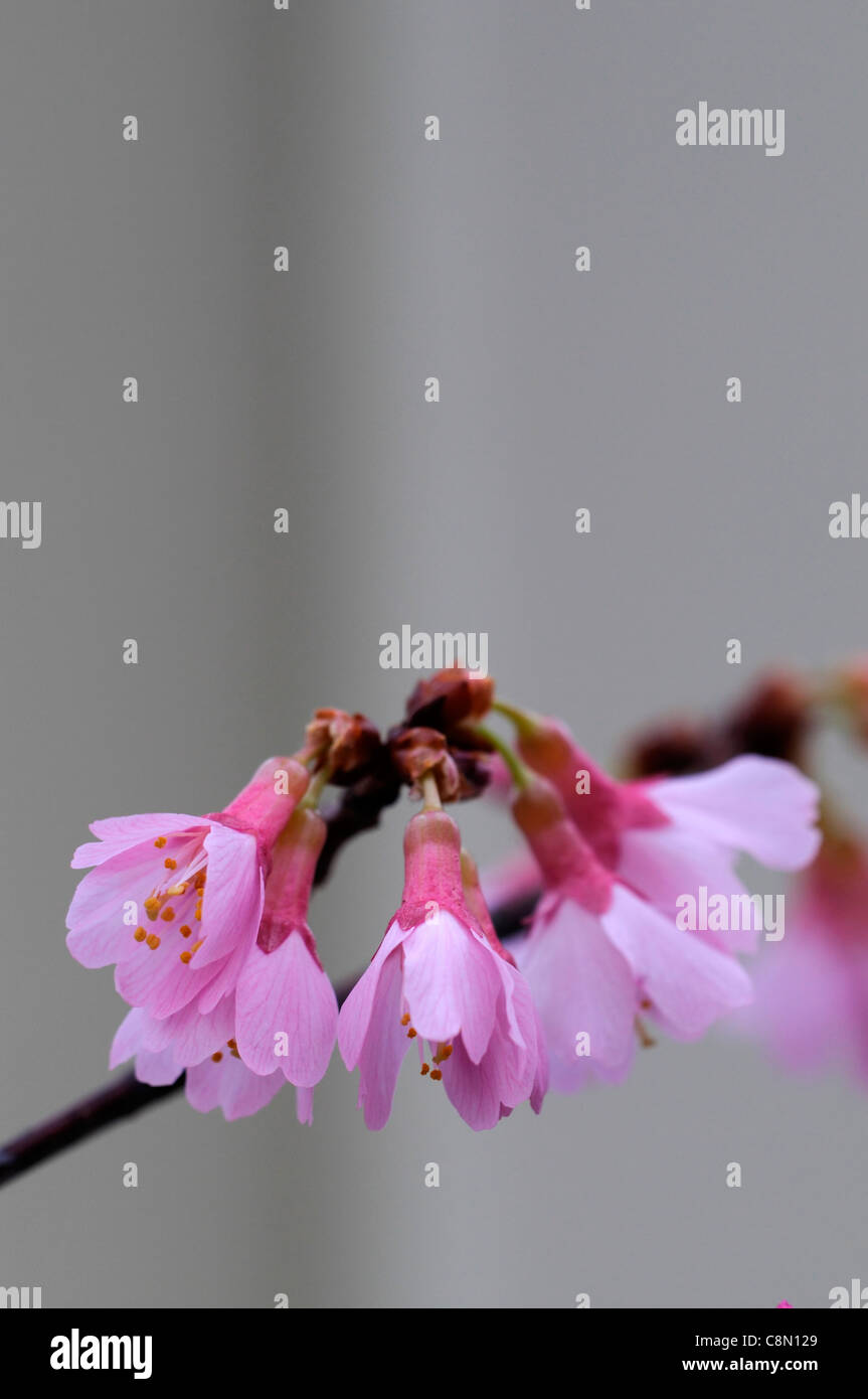 Taiwan Kirsche Stockfotos und -bilder Kaufen - Alamy
