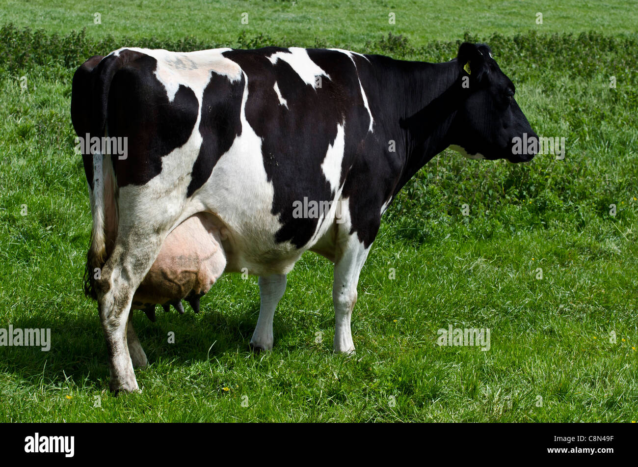 Friesische Milchkuh mit vollen Euter Stockfotografie - Alamy