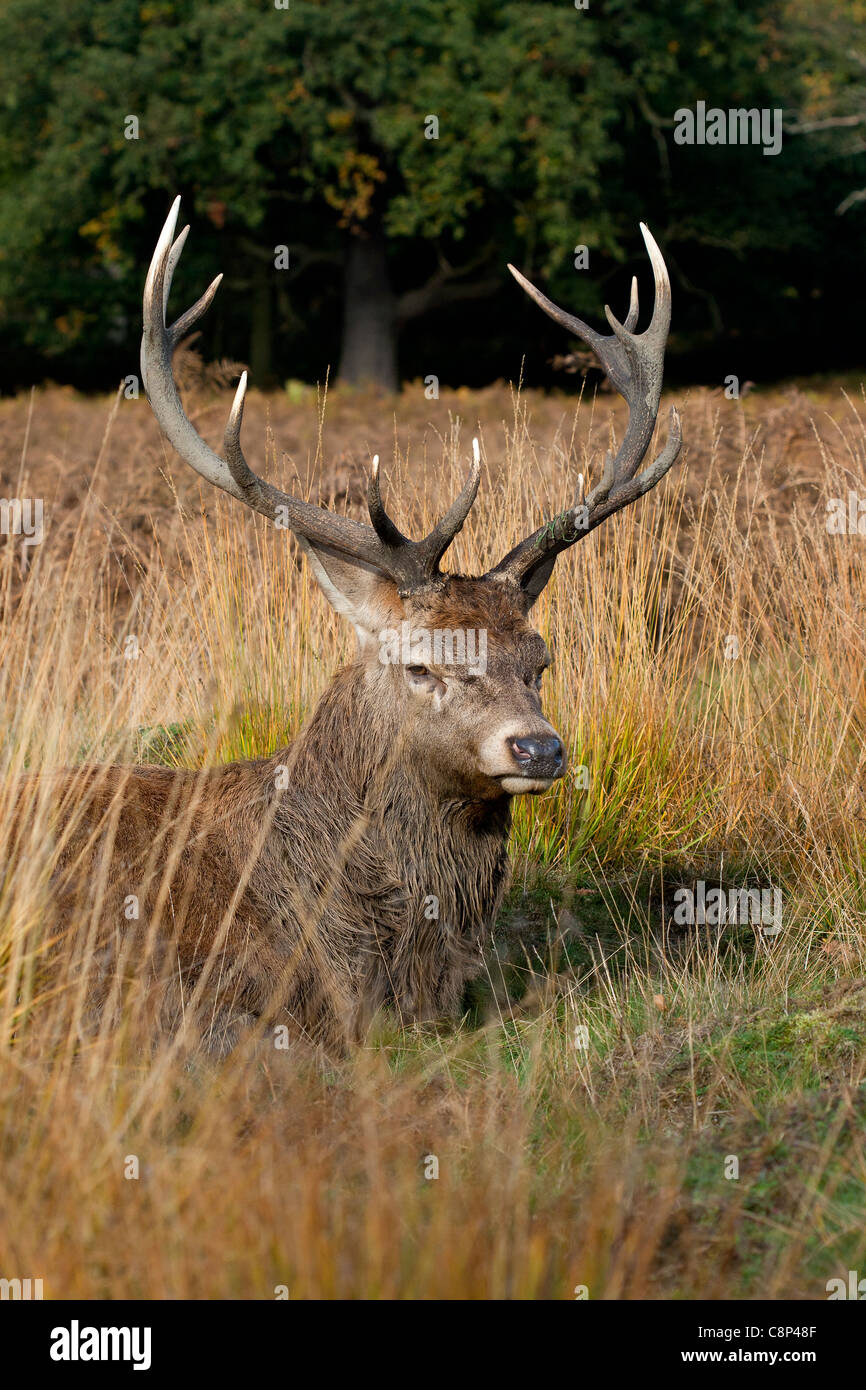 Reh Hirsch in der Wiese sitzen Stockfotografie - Alamy