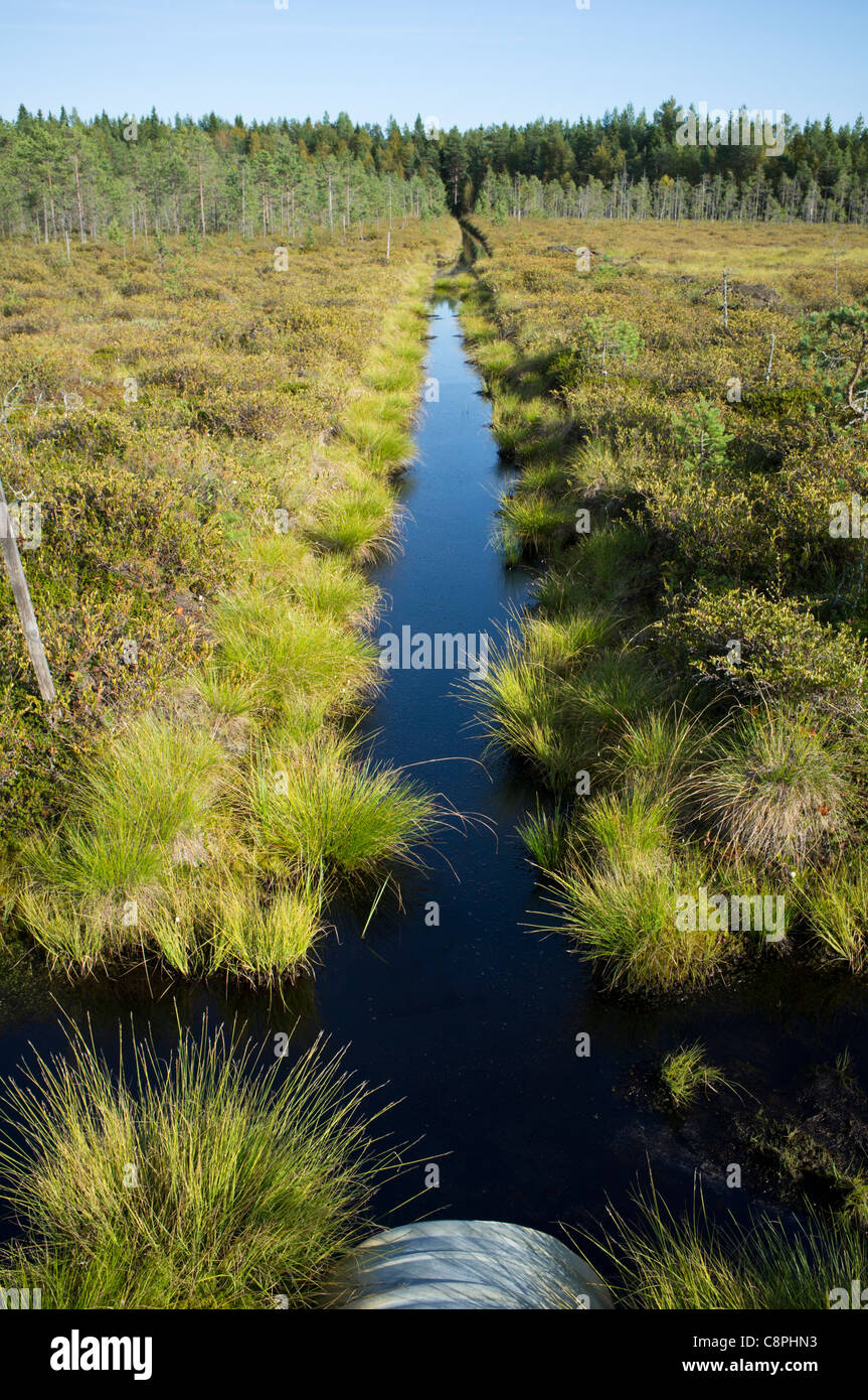 Sumpf bach -Fotos und -Bildmaterial in hoher Auflösung – Alamy