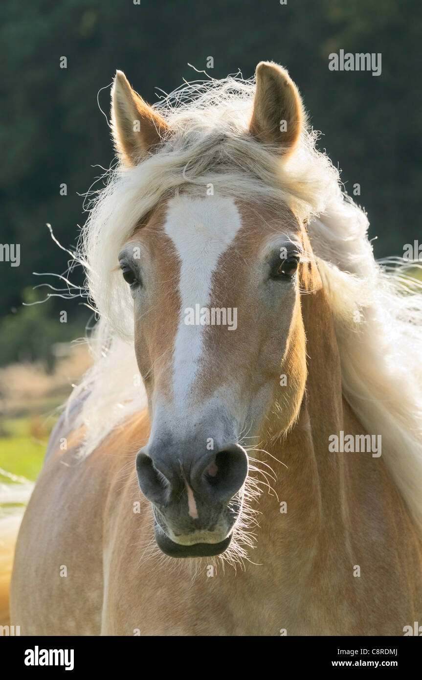Haflinger Pferd mit langer Mähne Stockfotografie - Alamy
