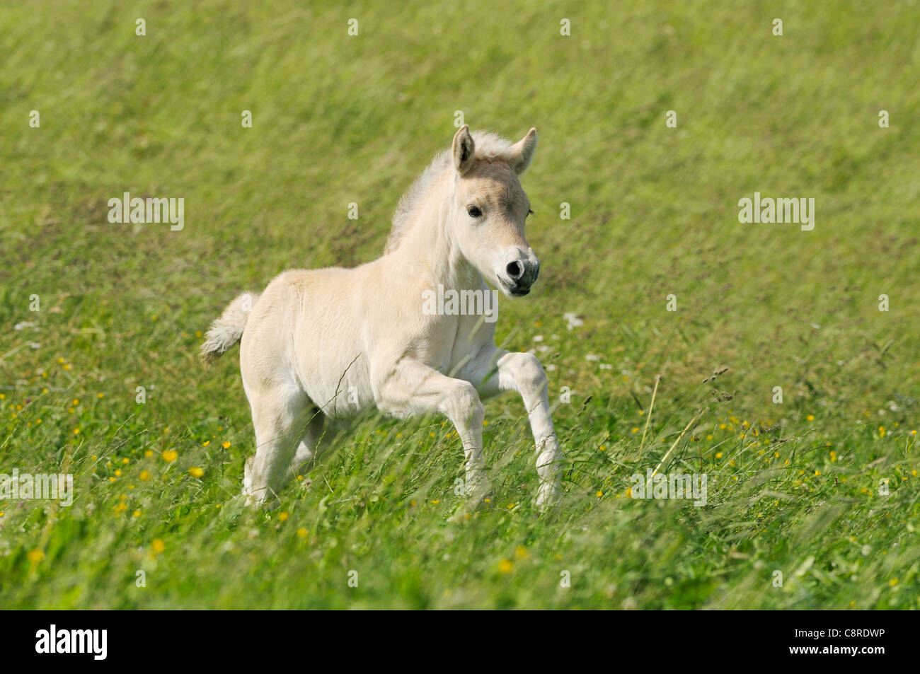 Norwegian Fjord Horse Galloping Stockfotos und -bilder Kaufen - Alamy