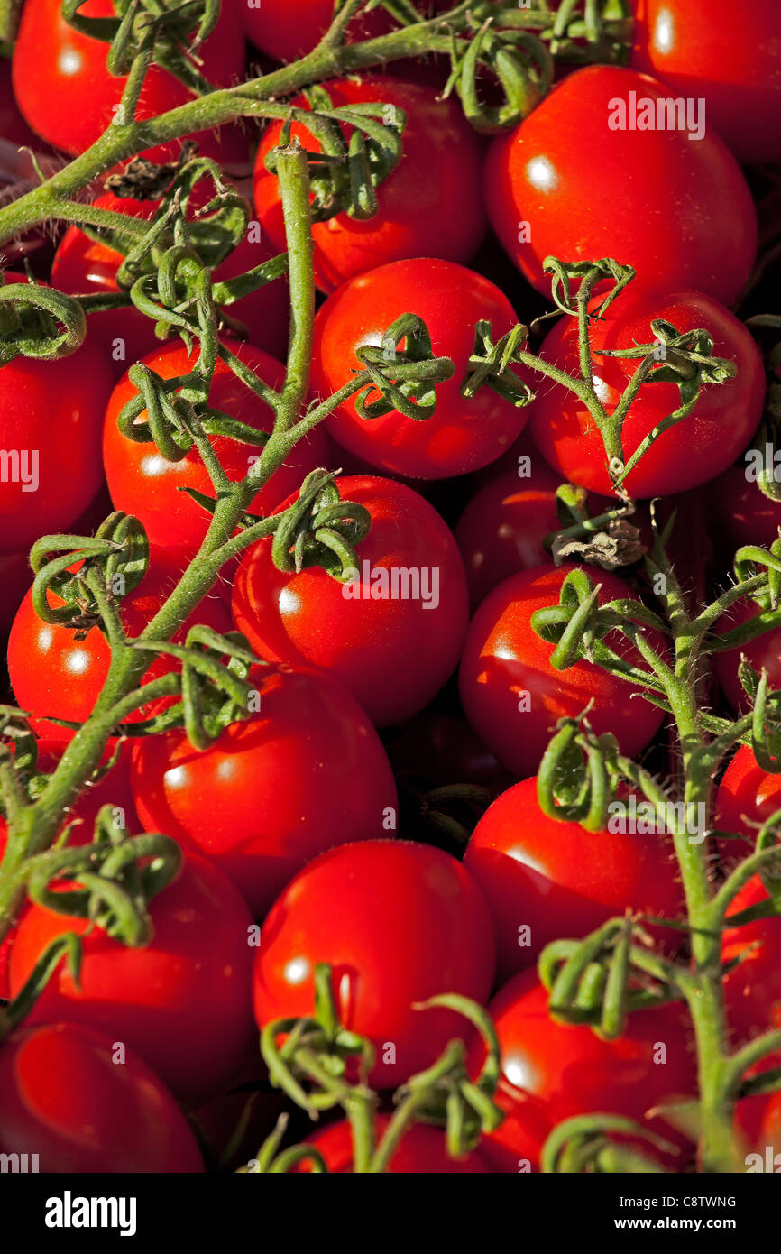 Strauchtomaten in der Morgensonne an einem Stand in Cannobio, Italien ...