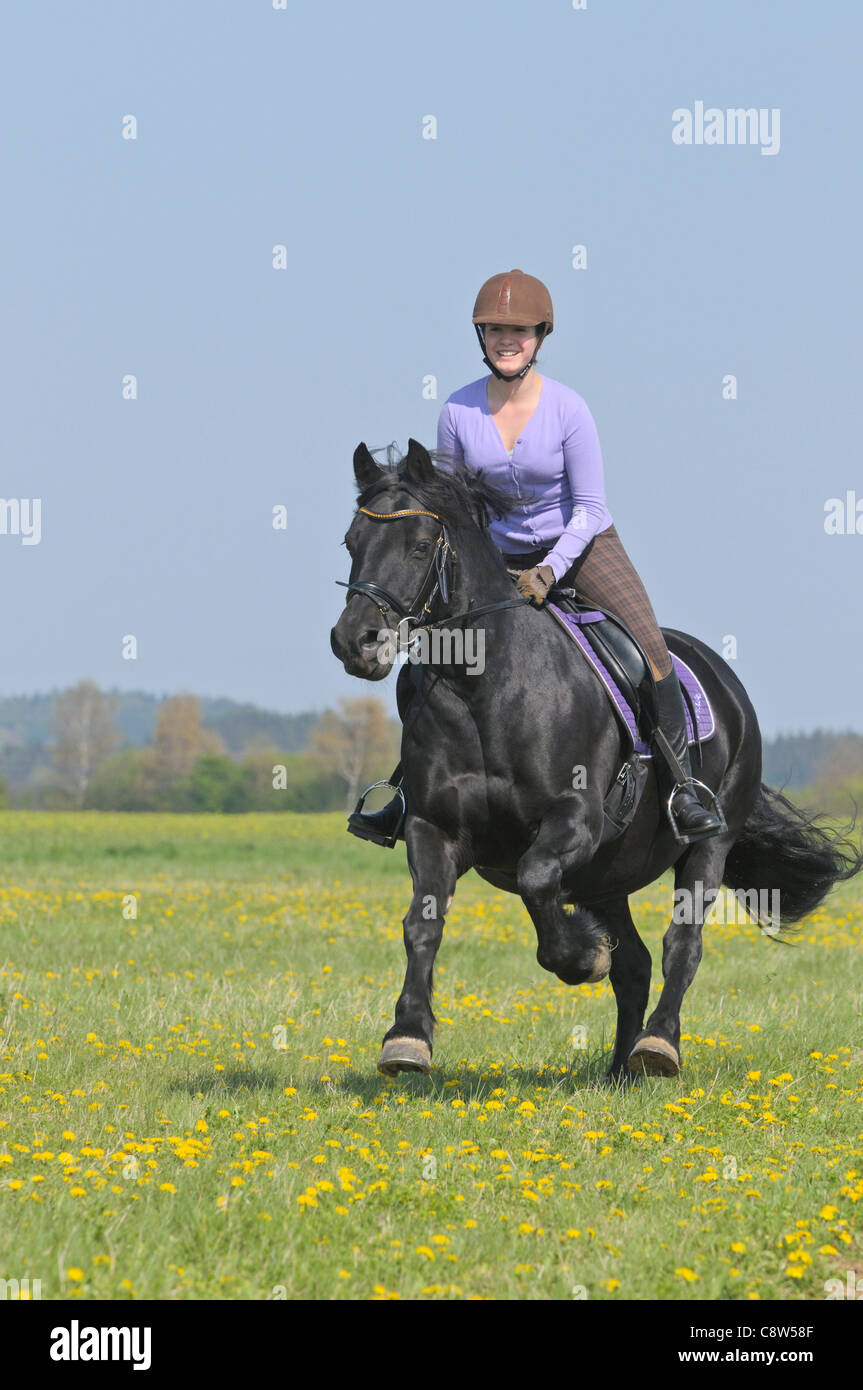 Pferd ponys pony galopp galoppierenden galopp galoppieren -Fotos und -Bildmaterial in hoher ...