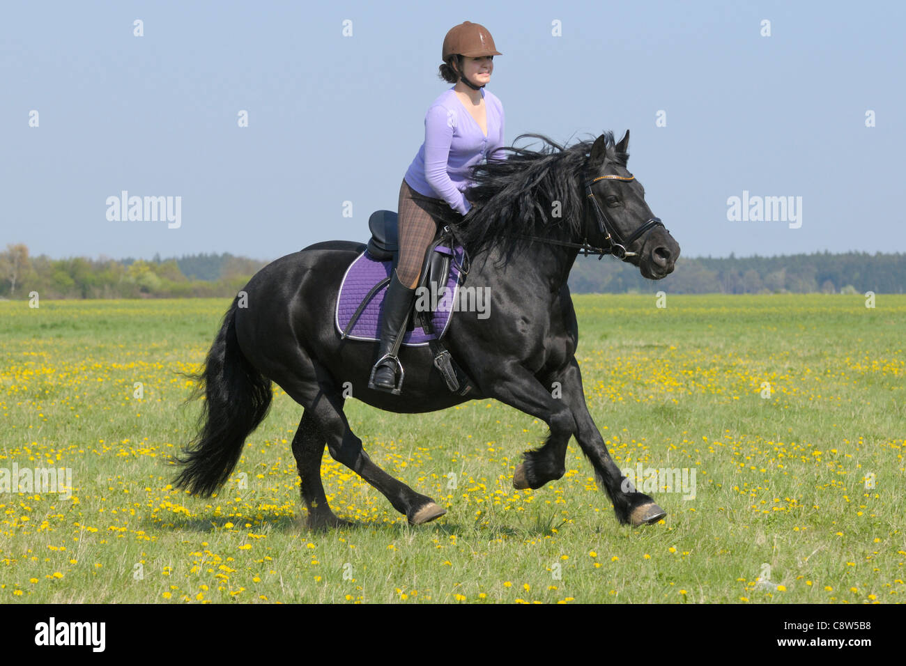 Pferd ponys pony galopp galoppierenden galopp galoppieren -Fotos und ...