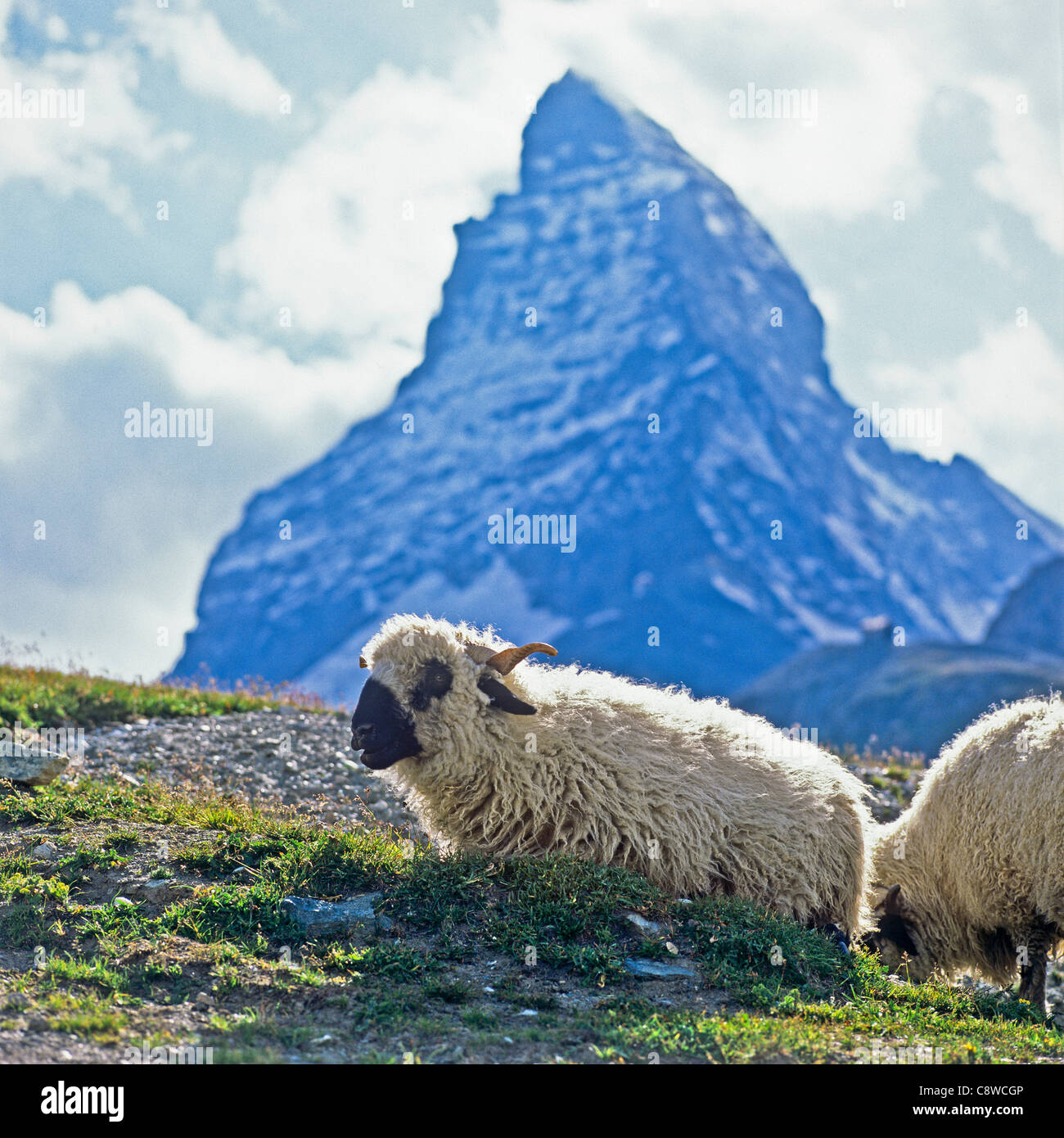 Gehörnte Walliser Schwarznasen-Schafe und Matterhorn bei Zermatt Wallis ...
