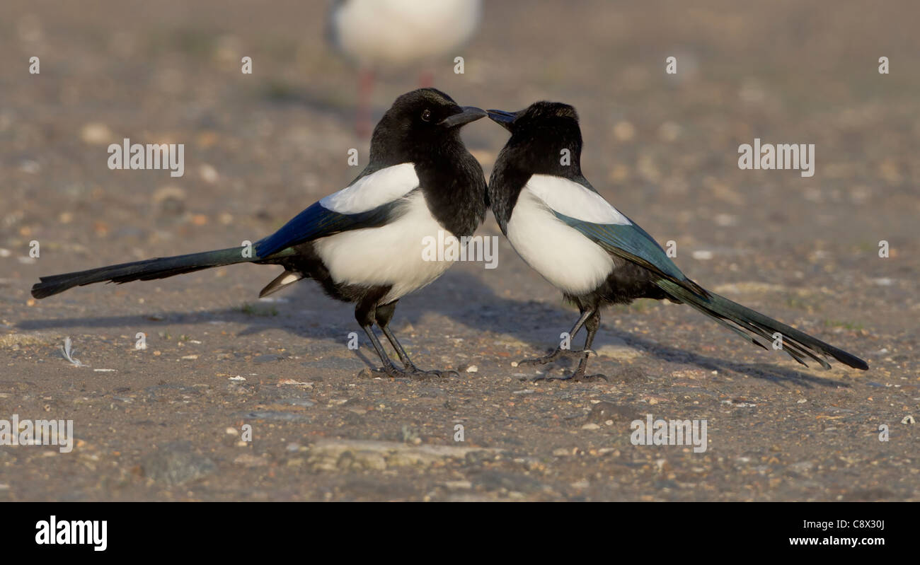 Paar elstern -Fotos und -Bildmaterial in hoher Auflösung – Alamy