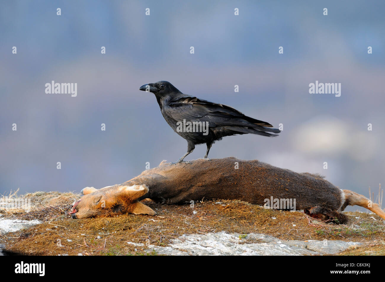 Raven Sie (Corvus Corax) stehend auf totes Reh Karkasse, Norwegen ...
