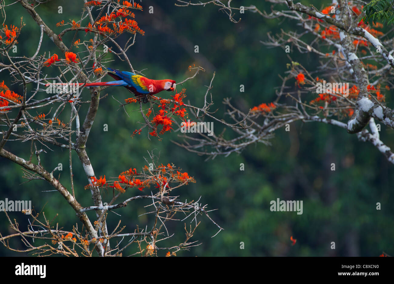 Amazonas regenwald peru -Fotos und -Bildmaterial in hoher Auflösung – Alamy