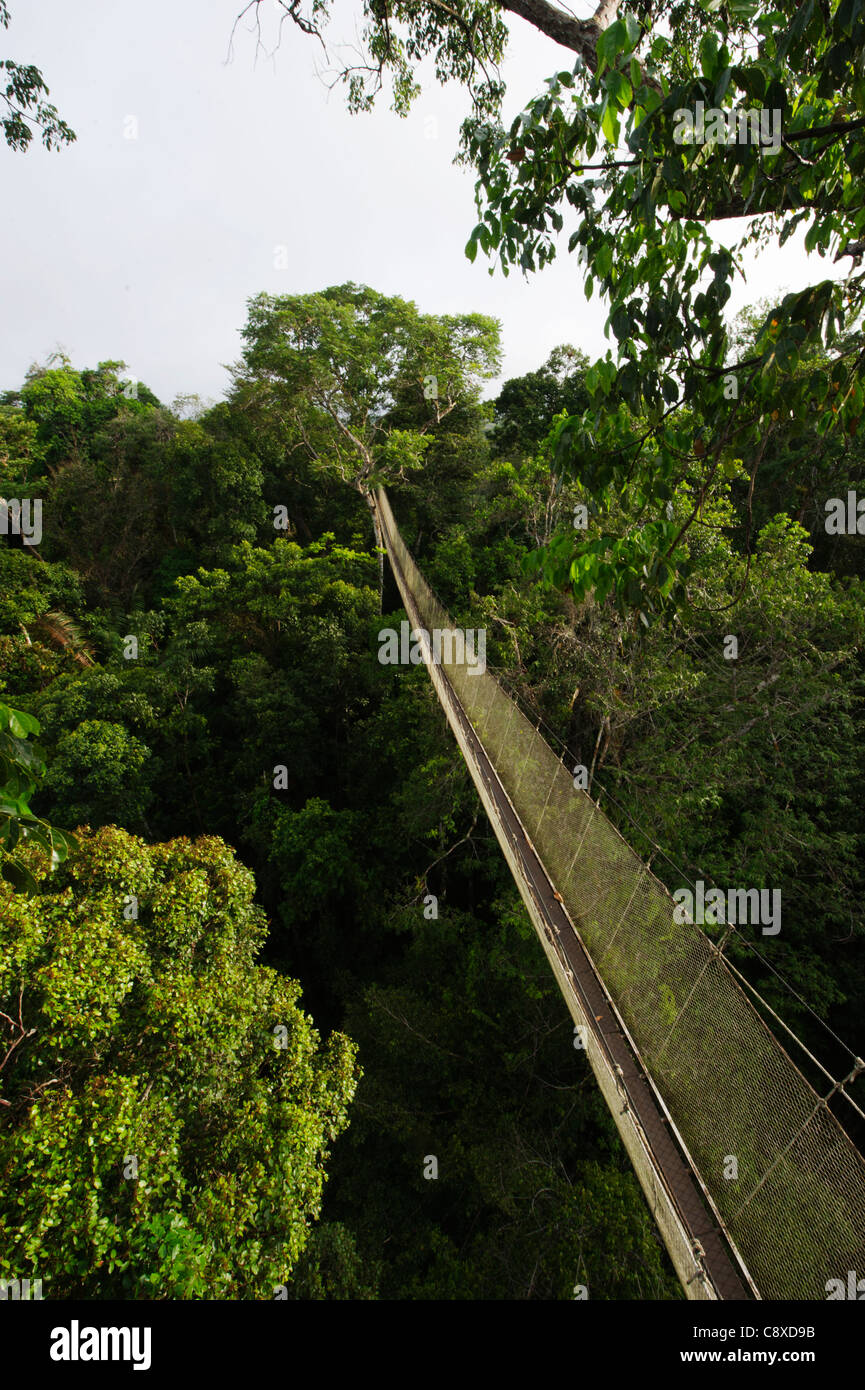 Amazonas regenwald amazonas region -Fotos und -Bildmaterial in hoher ...