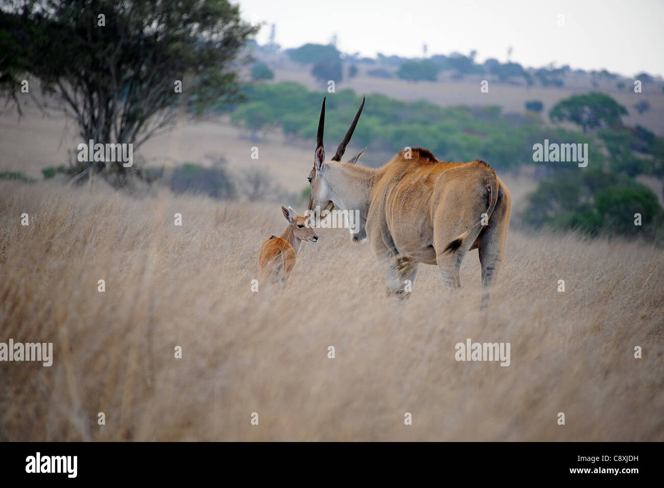 Größte antilope in afrika -Fotos und -Bildmaterial in hoher Auflösung ...