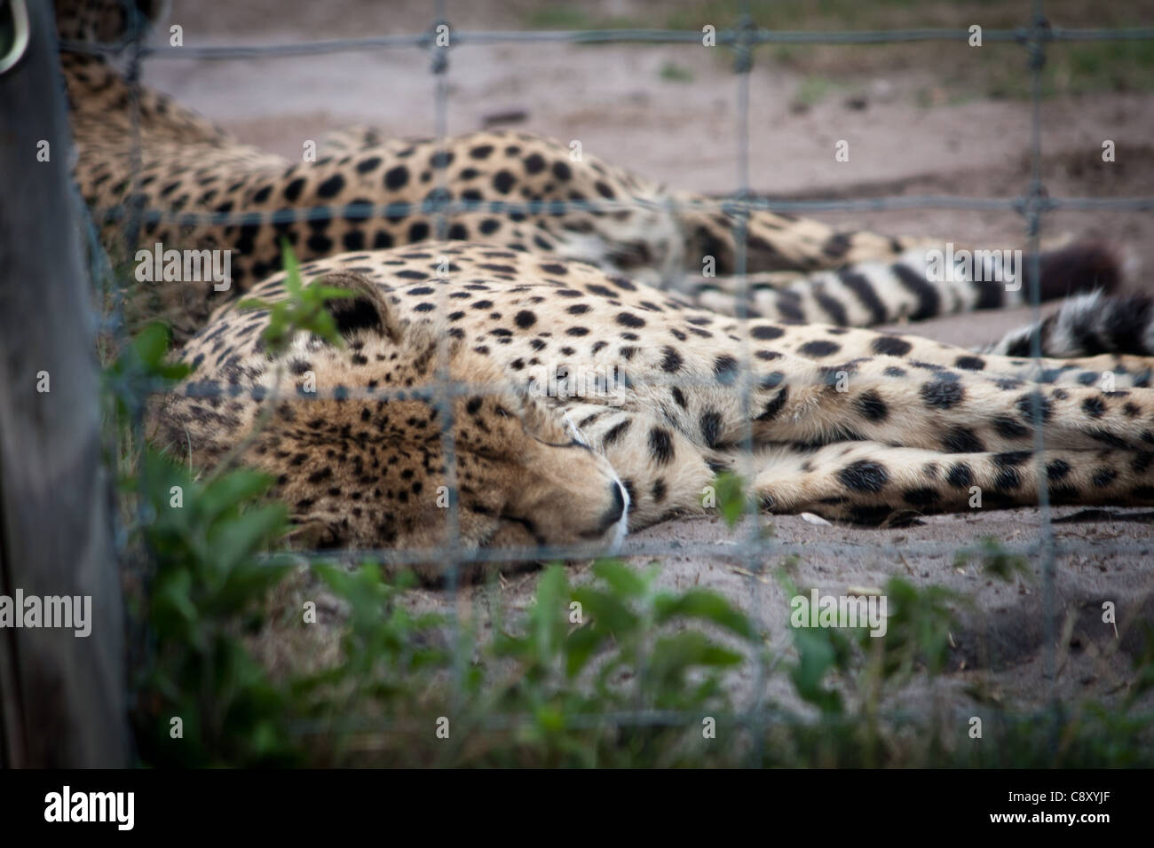 West midlands safari park marke leanne findley jinx fotografie katze ...