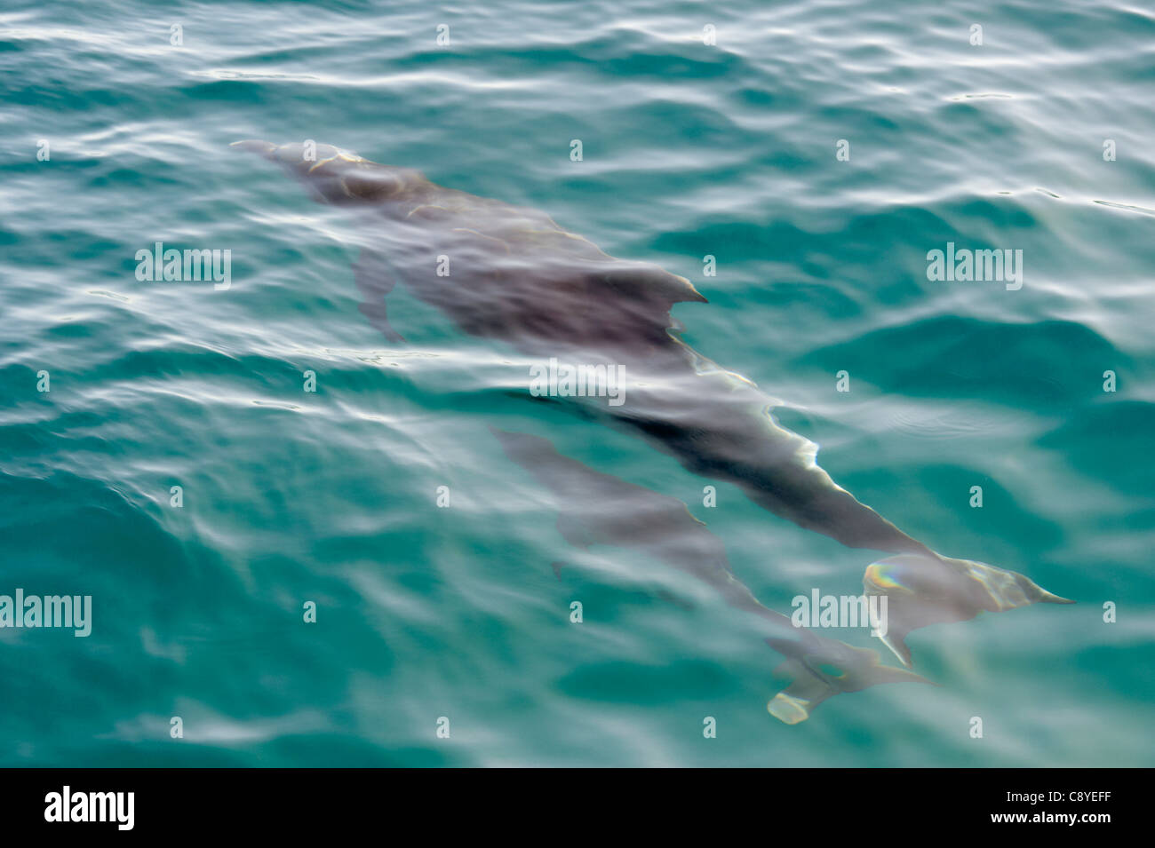 Baby delfin -Fotos und -Bildmaterial in hoher Auflösung – Alamy